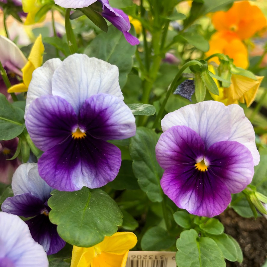 Farewell Purple Posy – Kate Morgan, Independent Stampin Up ...